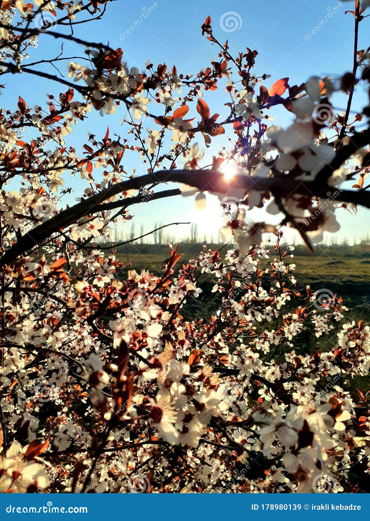 Spring sunlight flowertree stock image. Image of plant - 178980139