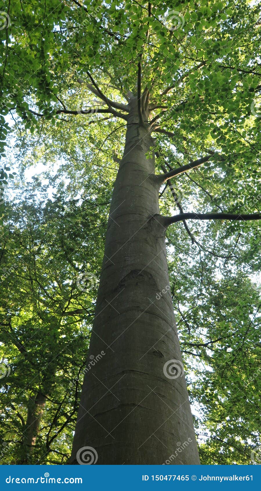 Spring Sunlight on Tall Beech Tree Stock Image - Image of growth ...
