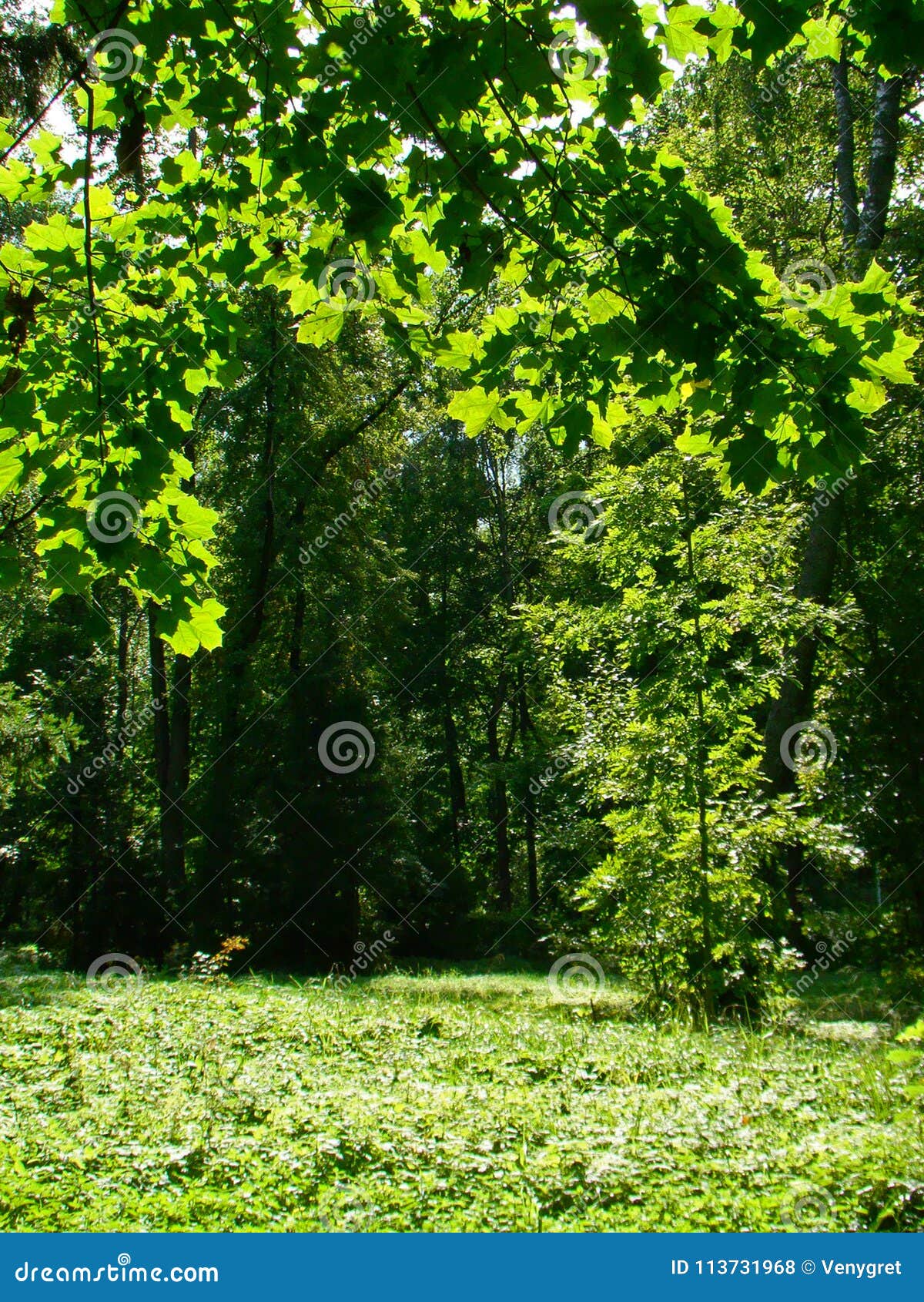 Spring Sunlit Park Clearing Stock Photo - Image of summer, spring ...