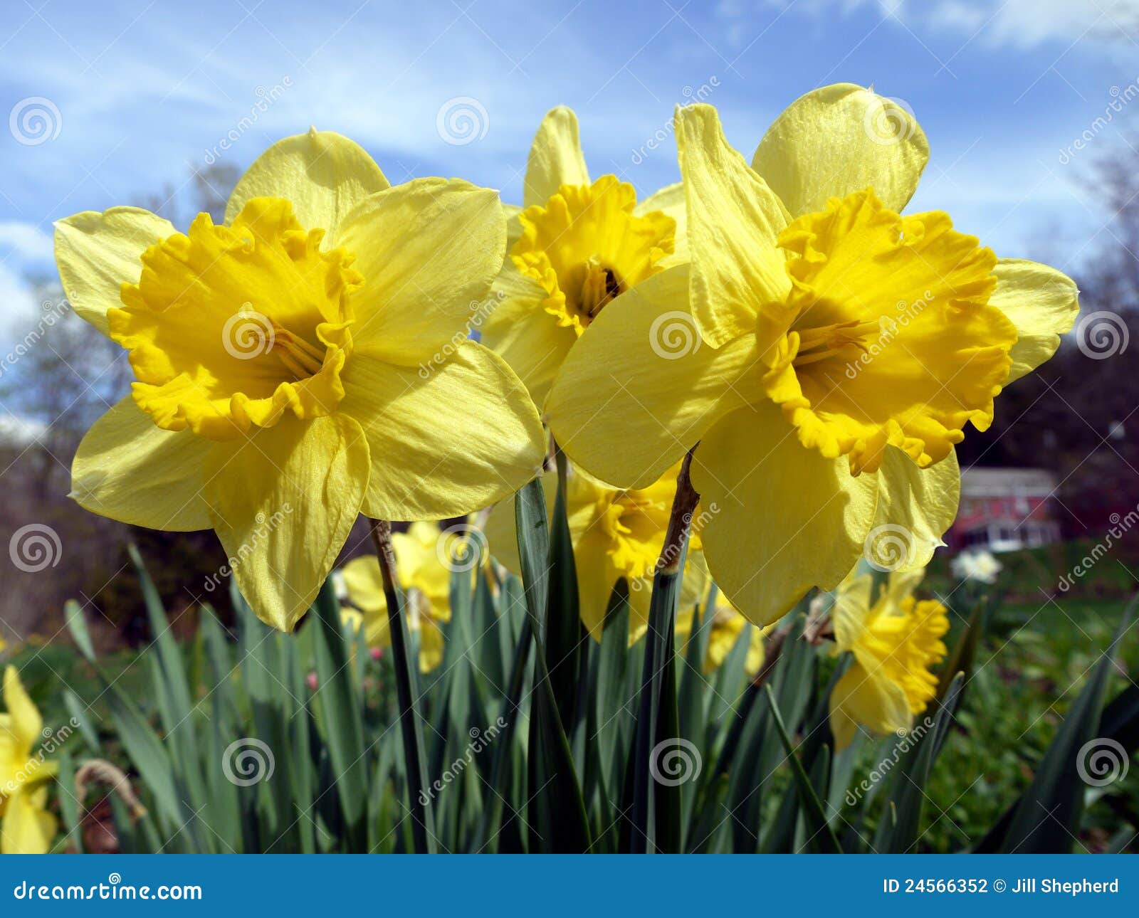 Spring: Sunlit Yellow Daffodils Stock Photo - Image of flower, trumpets ...