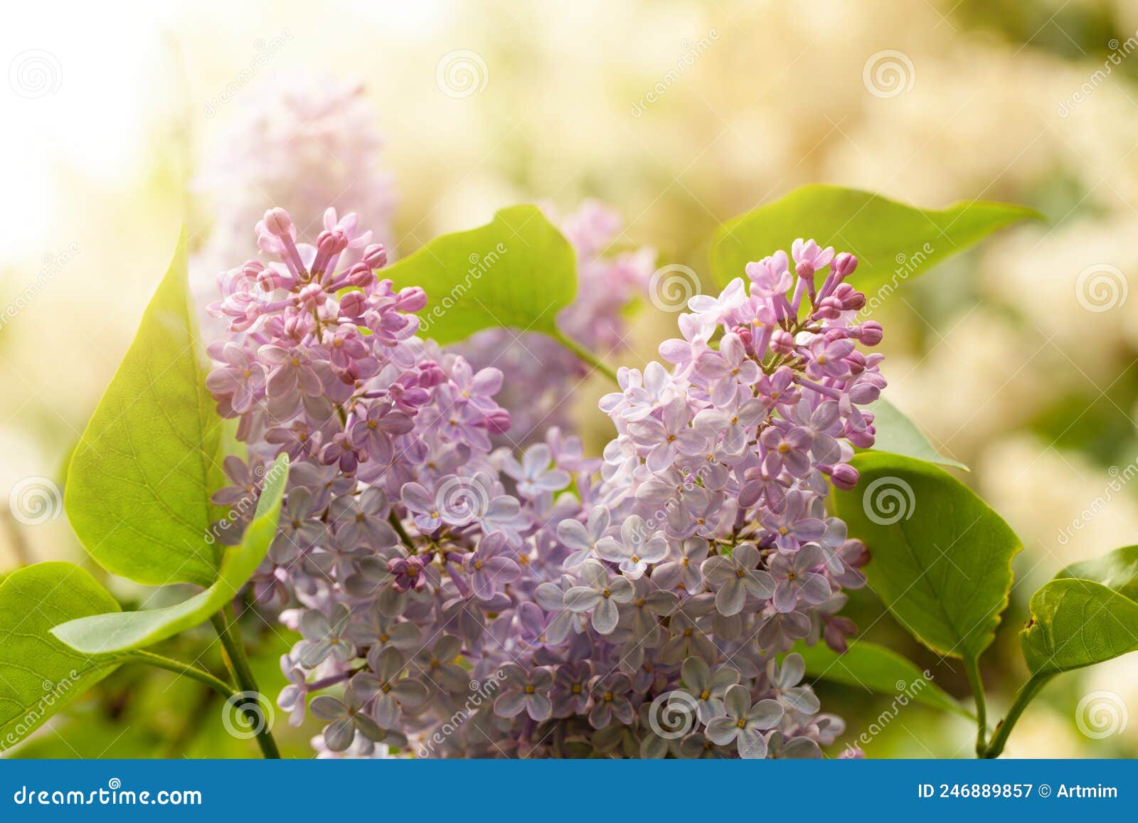 Spring Sunny Background with Lilac Flowers in Sunlight Stock Image ...