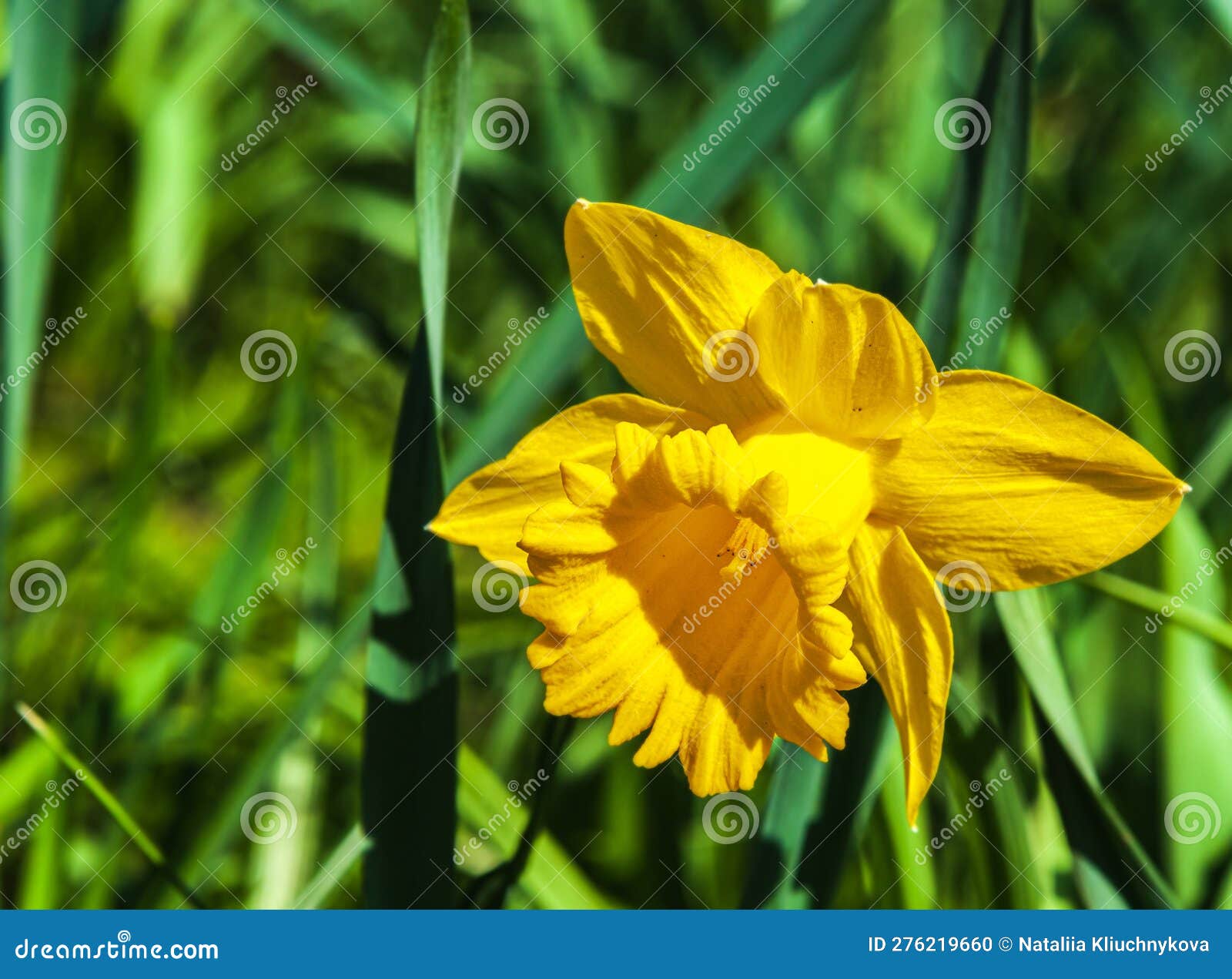 Spring Sunny Day. Blooming Yellow Daffodil.the Background is Blurry ...