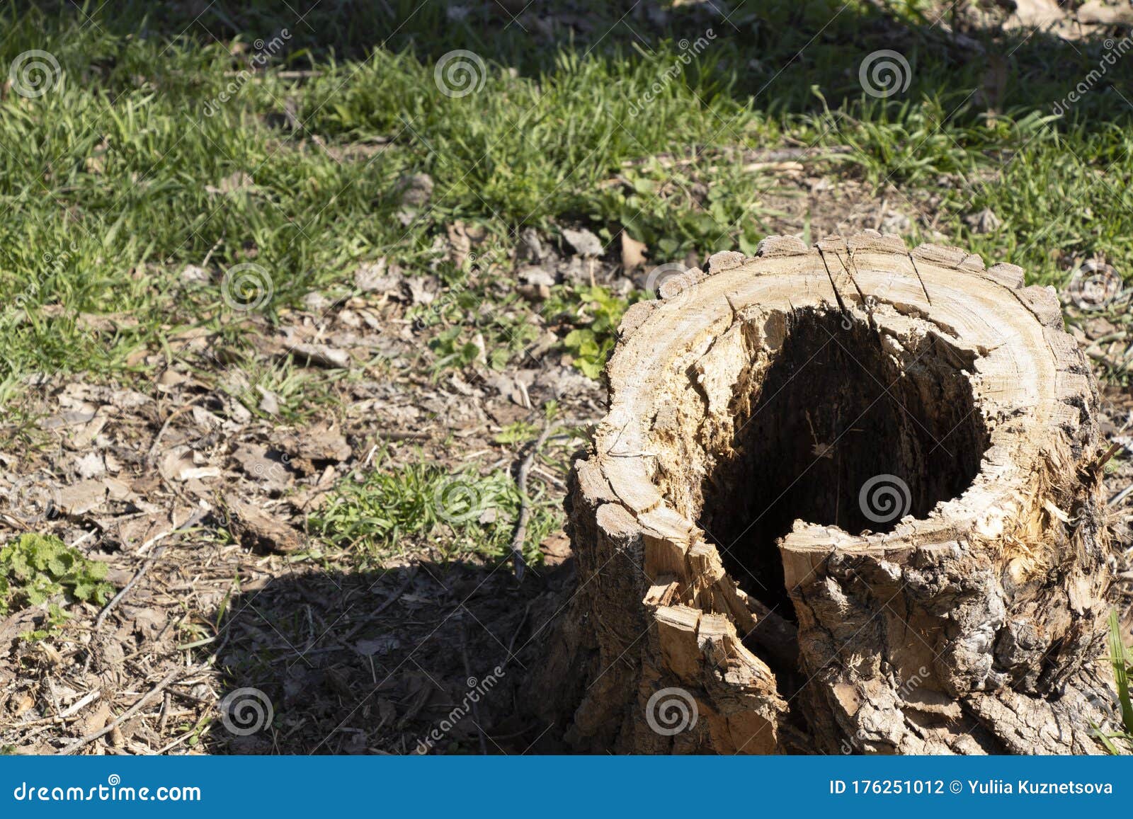 Spring Sunny Day. Felling a Tree. a Stump with a Hole Inside. Green ...