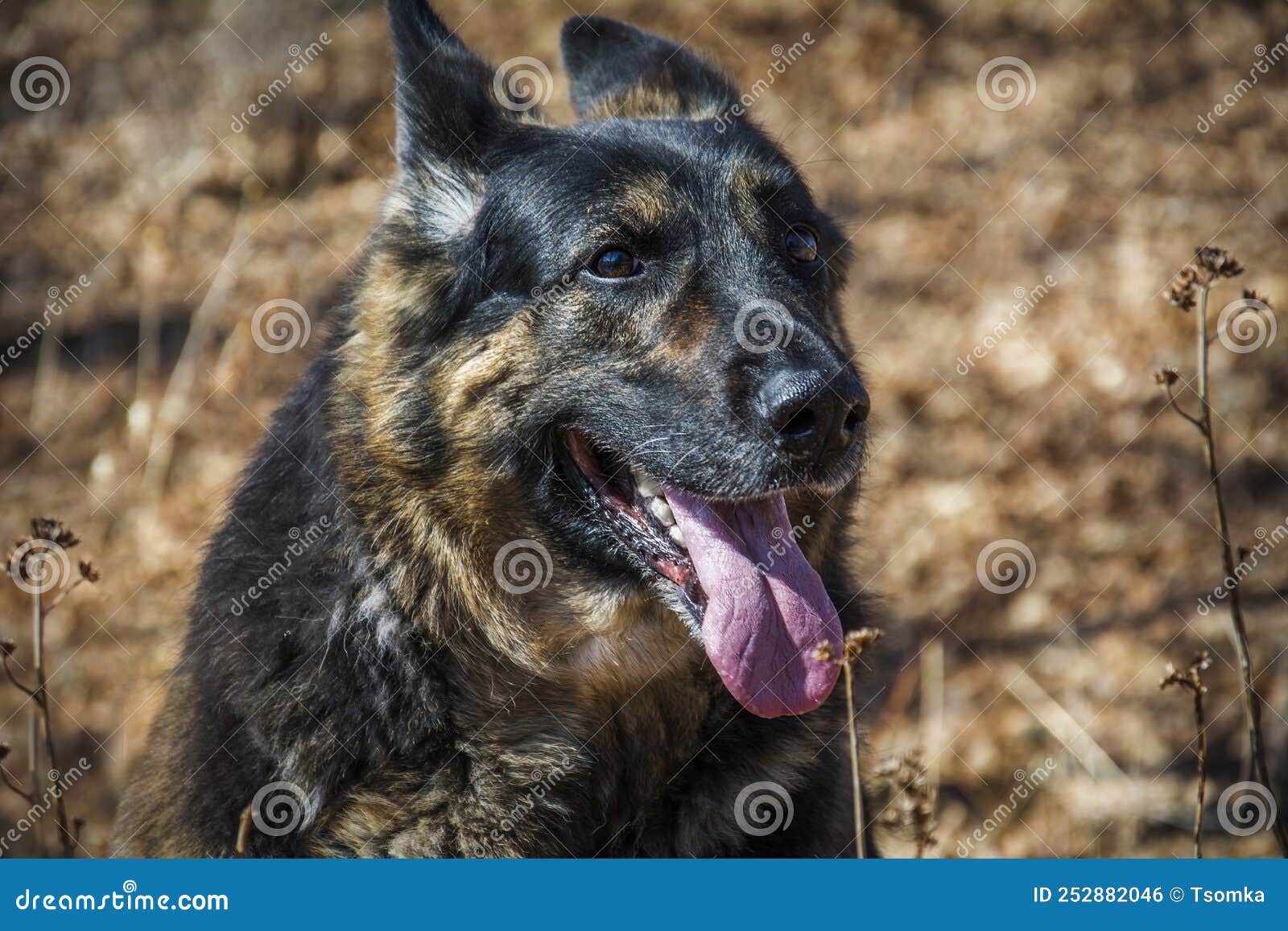 In the Spring, on a Sunny Day, a German Shepherd in Nature Stock Photo ...