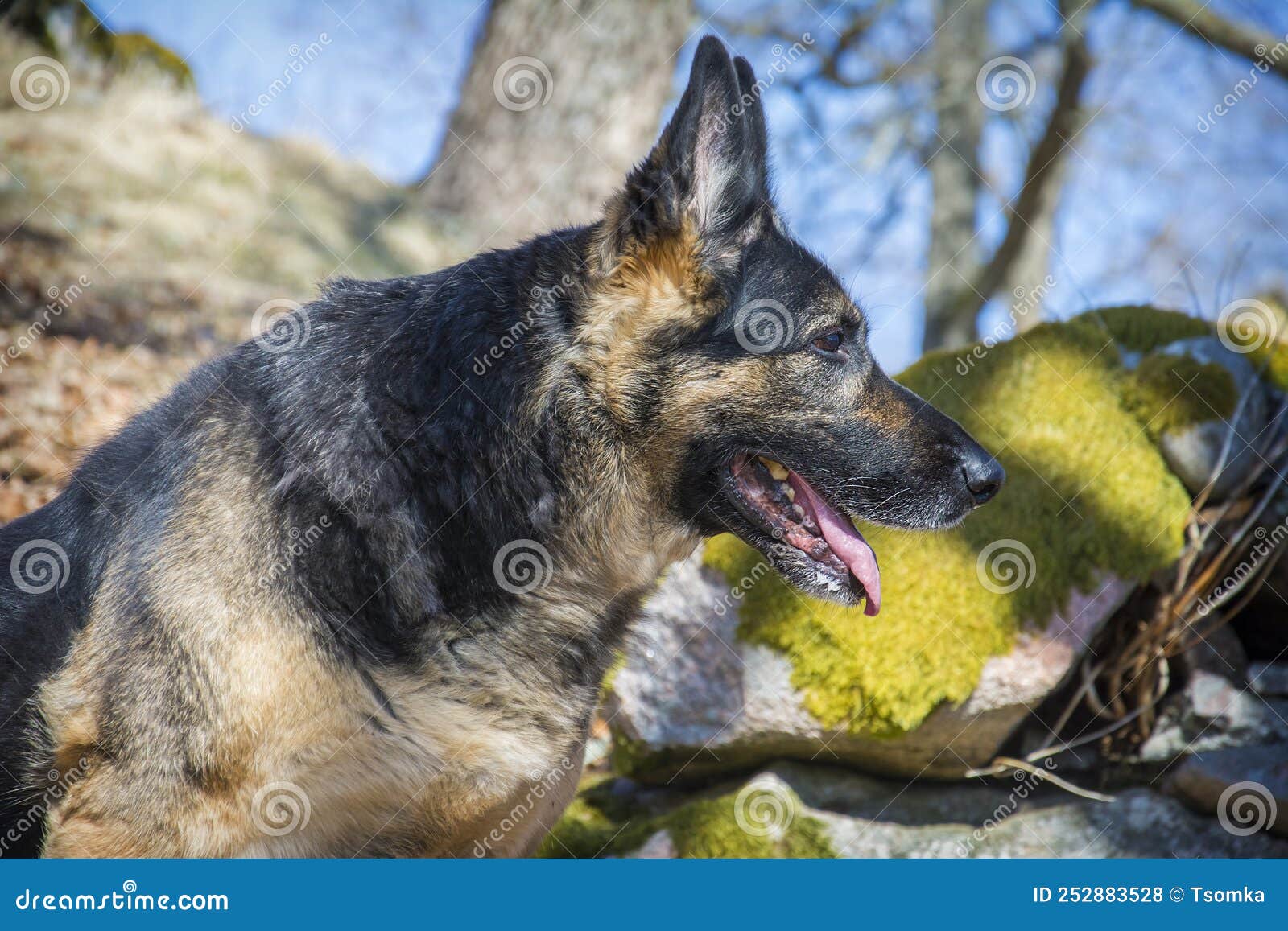 In the Spring, on a Sunny Day, a German Shepherd in Nature Stock Photo ...