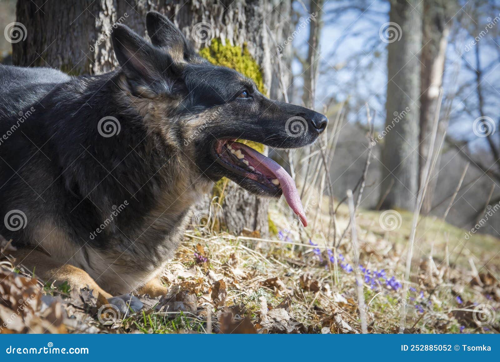 In the Spring, on a Sunny Day, a German Shepherd in Nature Stock Photo ...