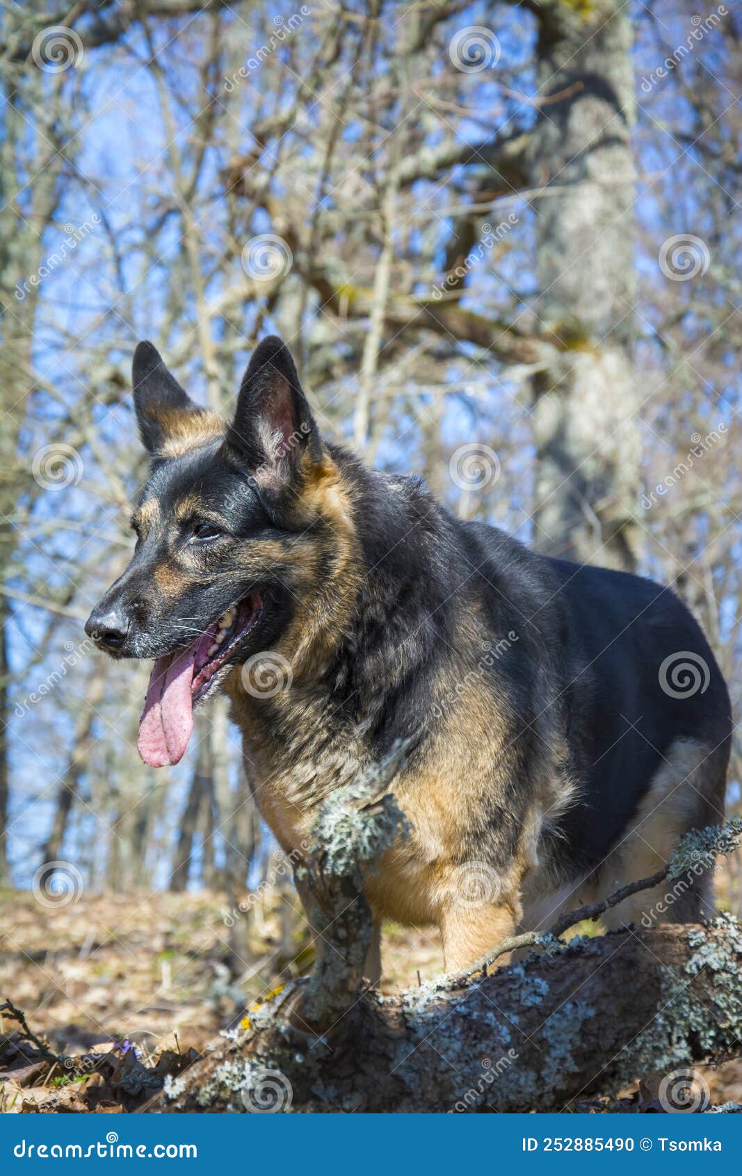 In the Spring, on a Sunny Day, a German Shepherd in Nature Stock Photo ...