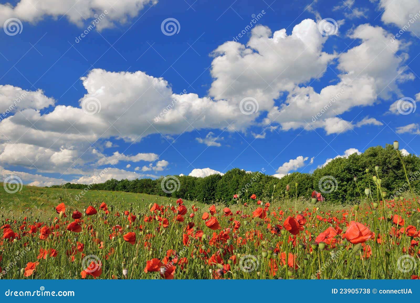 Spring Sunny Day on a Green Meadow Stock Photo - Image of revival ...
