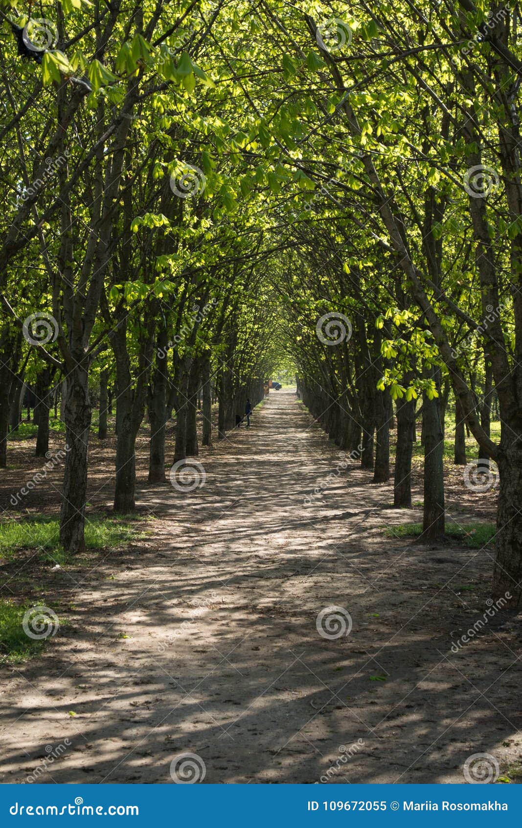 A Long Corridor of Green Spring Trees Stock Image - Image of green ...