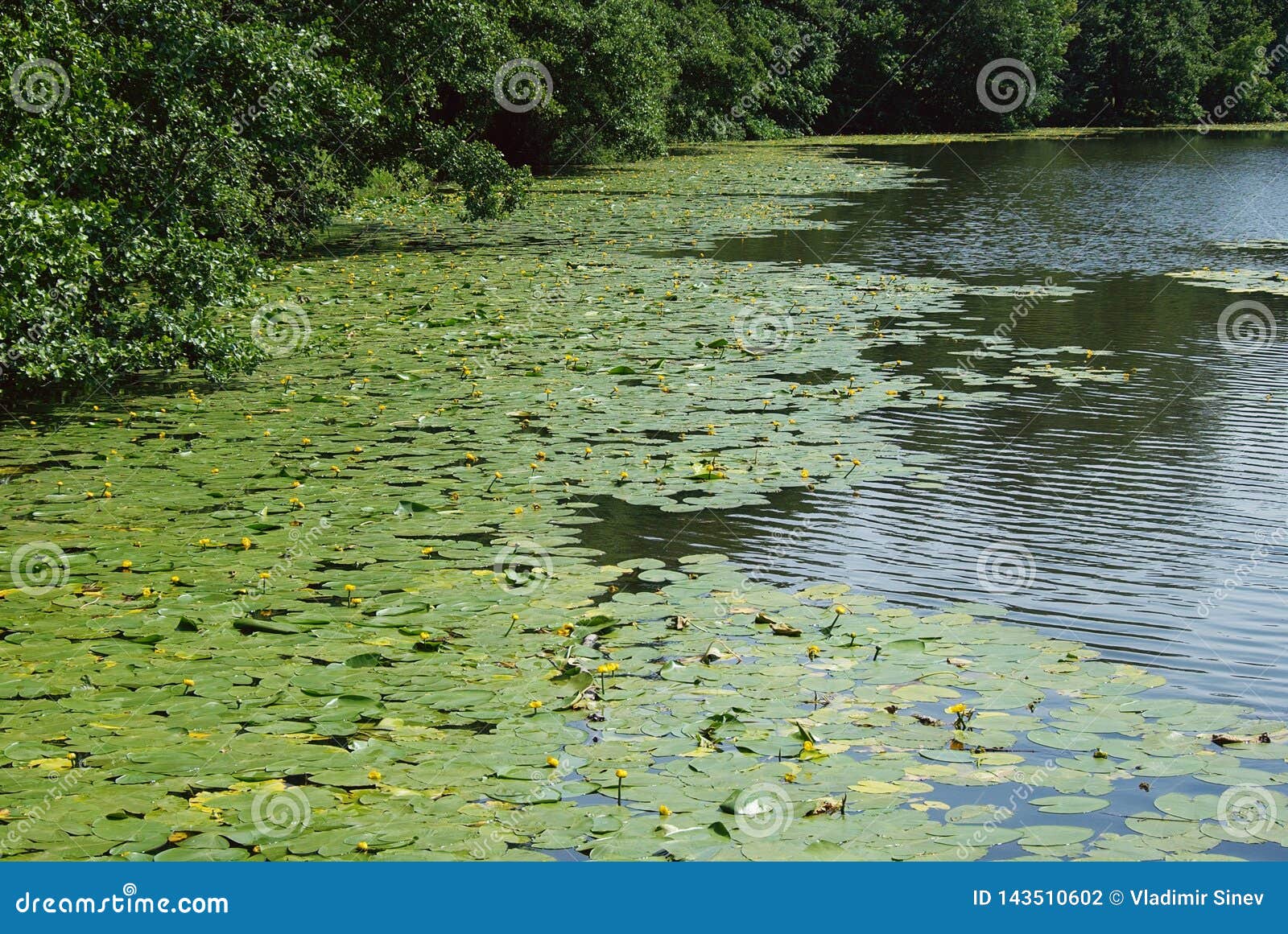 Forest Lilies of the Valley Stock Photo - Image of beauty, close: 143510602