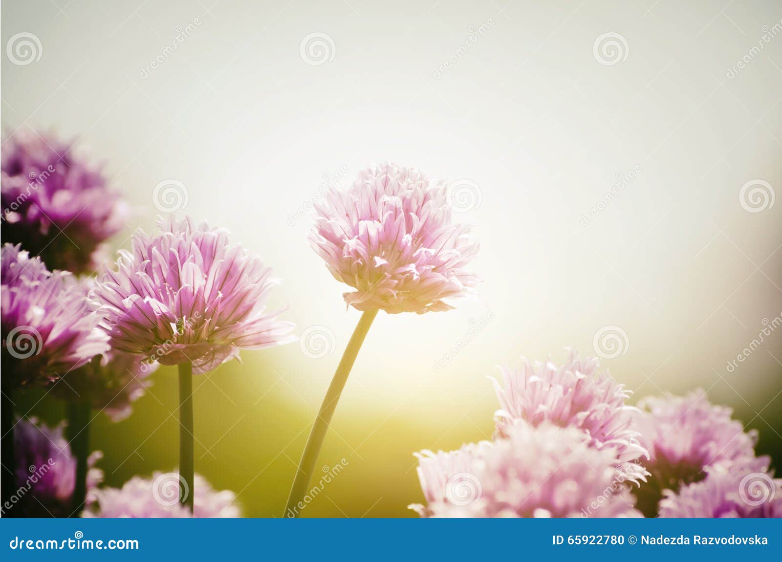 Spring Sunny Mood stock photo. Image of summer, floral - 65922780