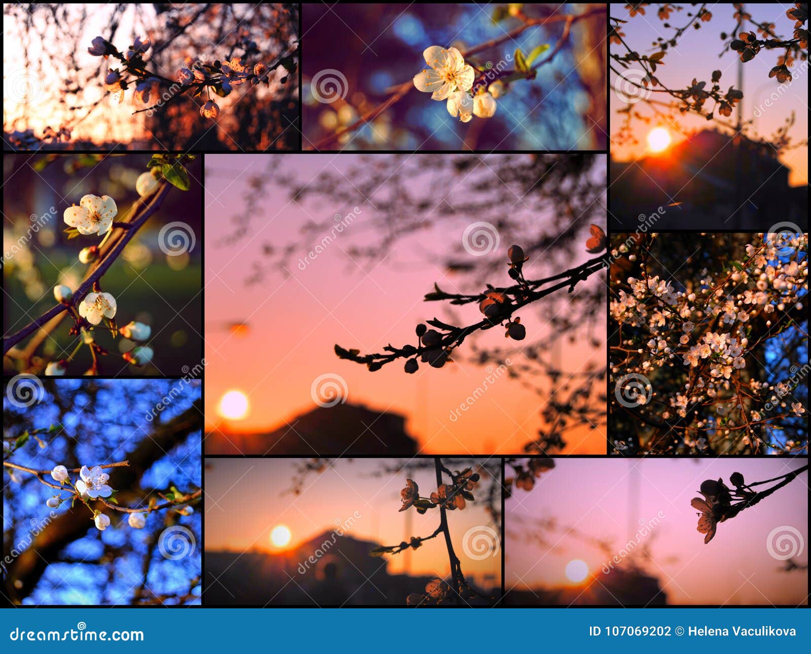 Spring - Sunrise Collage stock photo. Image of sunny - 107069202