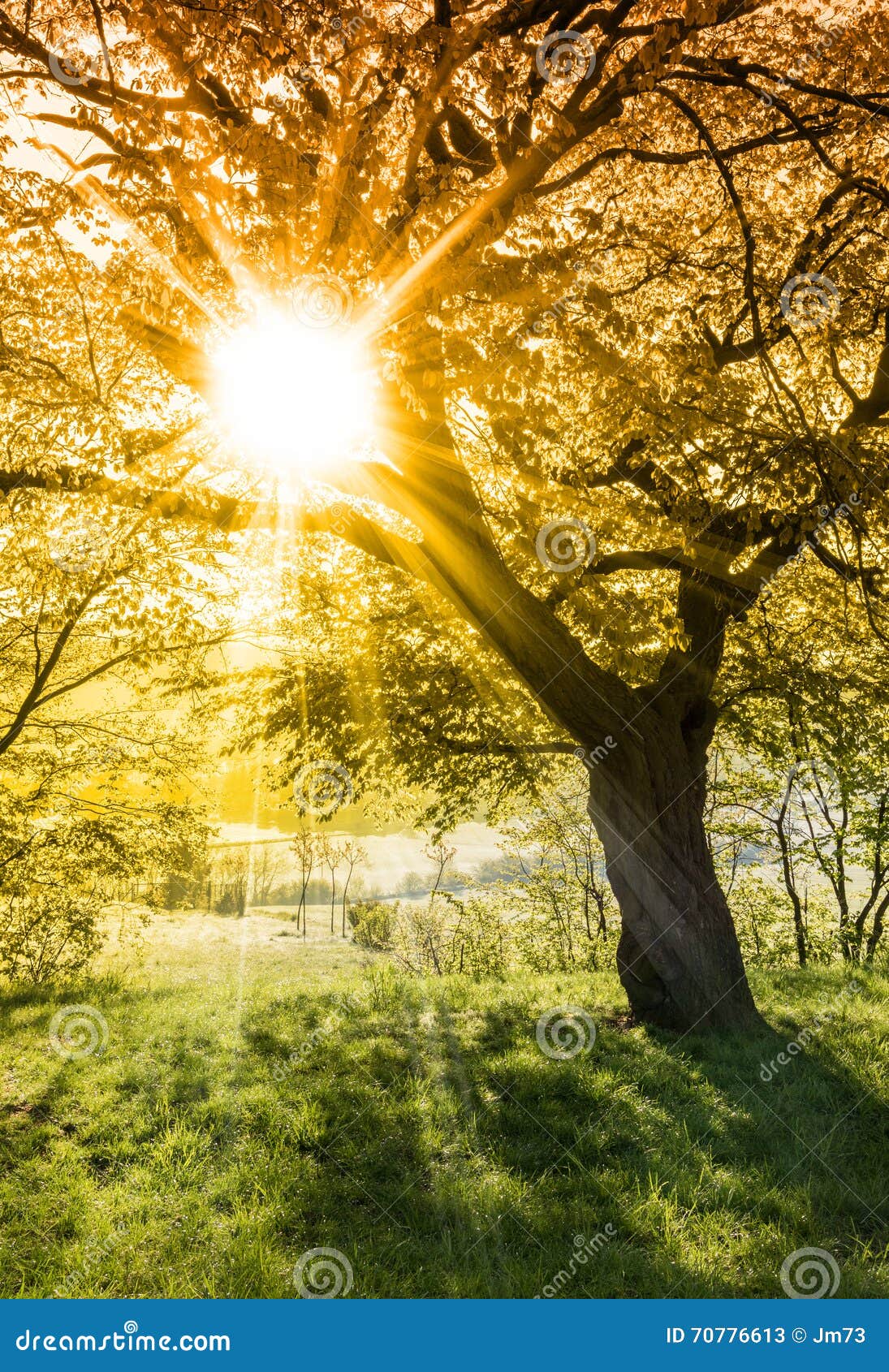 Spring sunrise stock image. Image of lime, spring, sunbeams - 70776613
