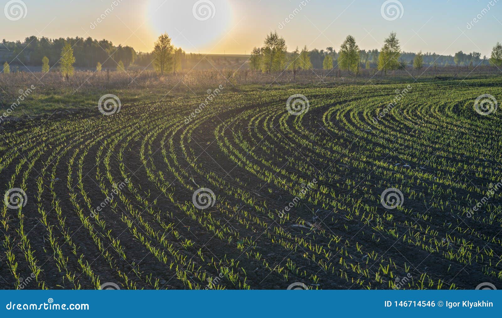 Spring, Sunrise Over Spring Barley Sown in a Circle Stock Photo - Image ...