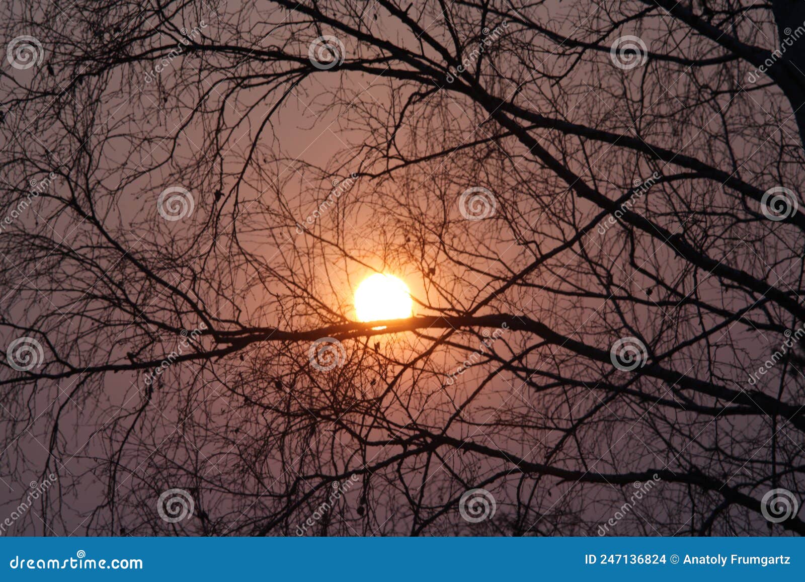 Spring Sunset Background with Tree Branches Isolated Again Orange ...