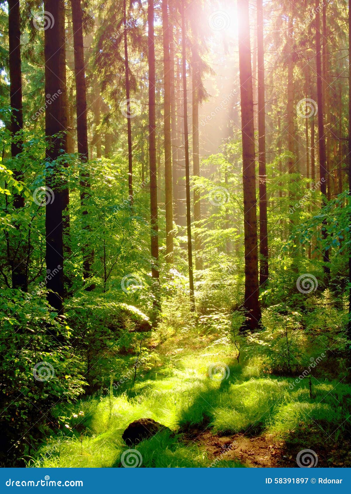Spring Sunset in Deep Green Forest Stock Image - Image of outdoor ...