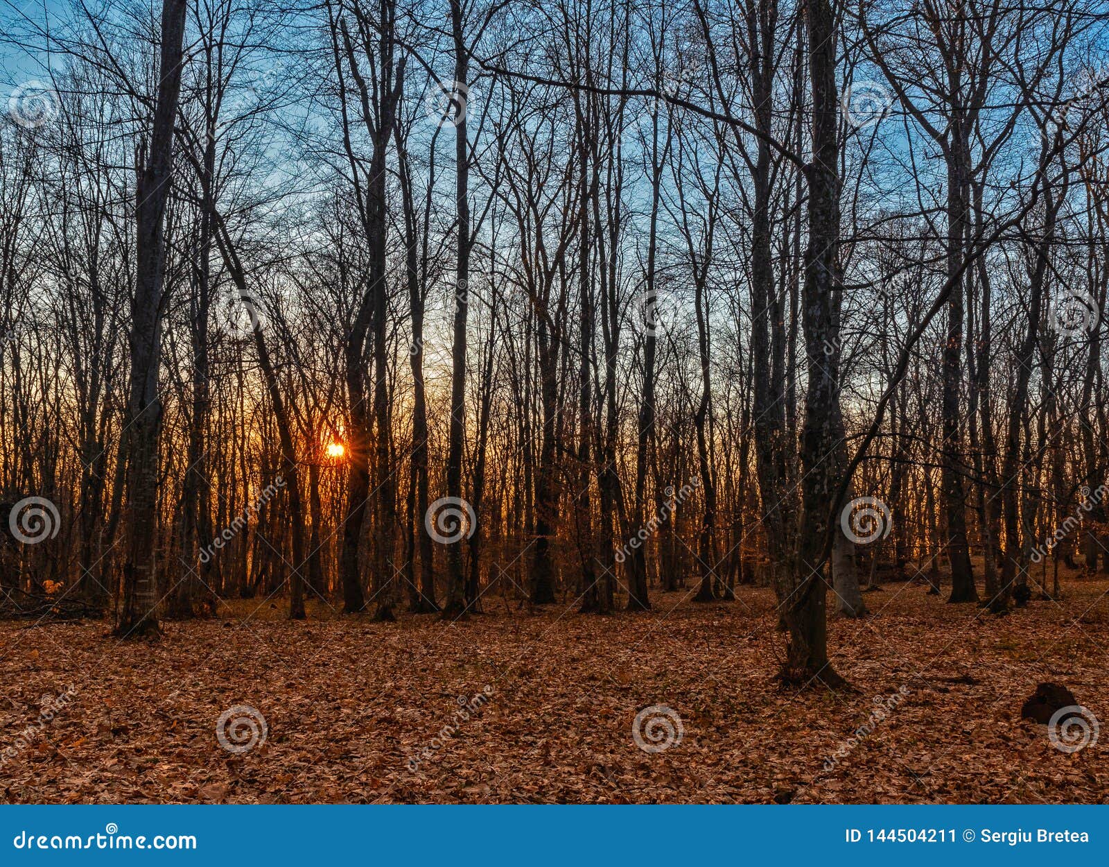 Spring sunset in forest stock image. Image of minutes - 144504211