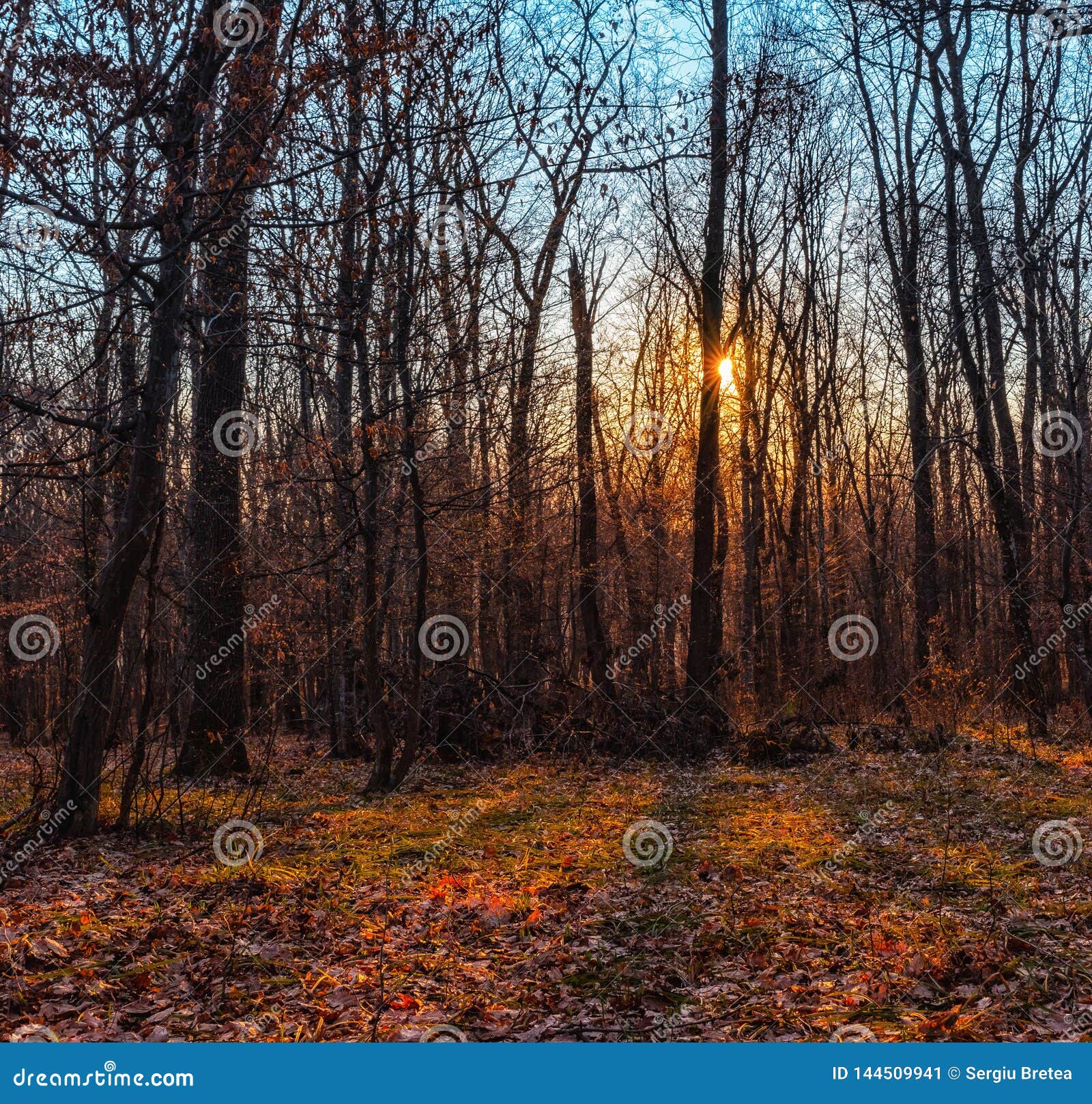 Spring sunset in forest stock image. Image of leaf, autumn - 144509941