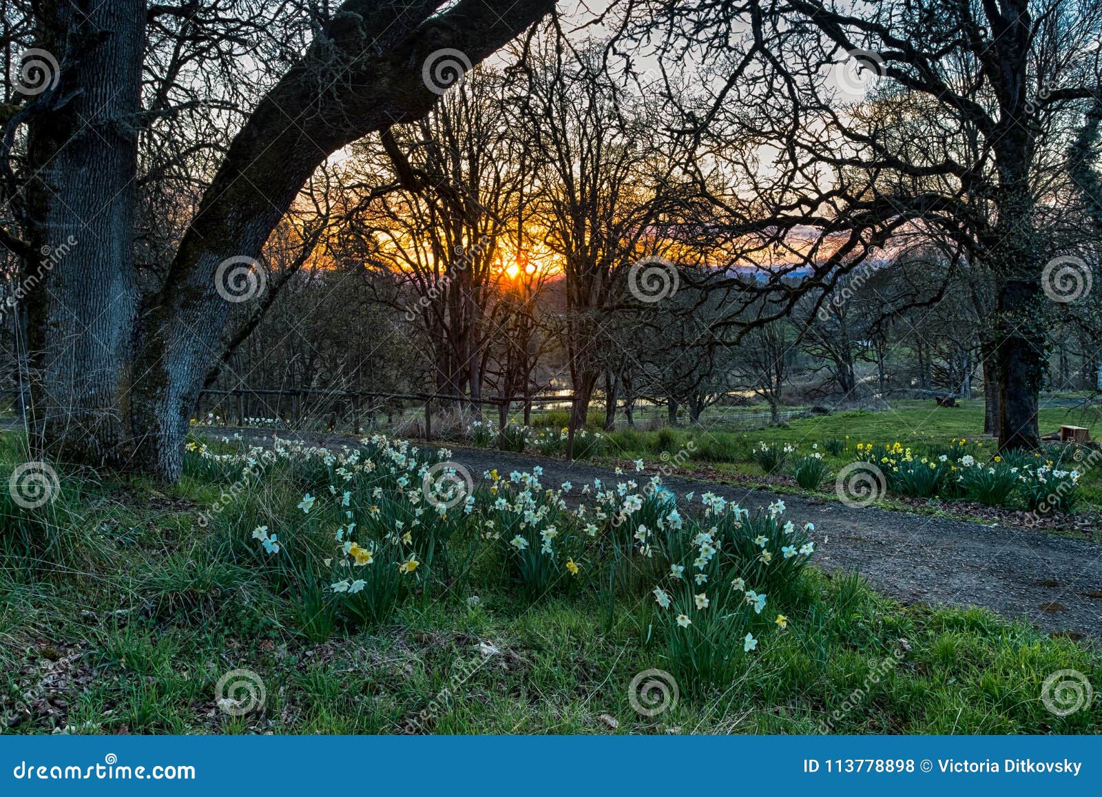 Spring Sunset in Forest Park Stock Photo - Image of hiking, park: 113778898
