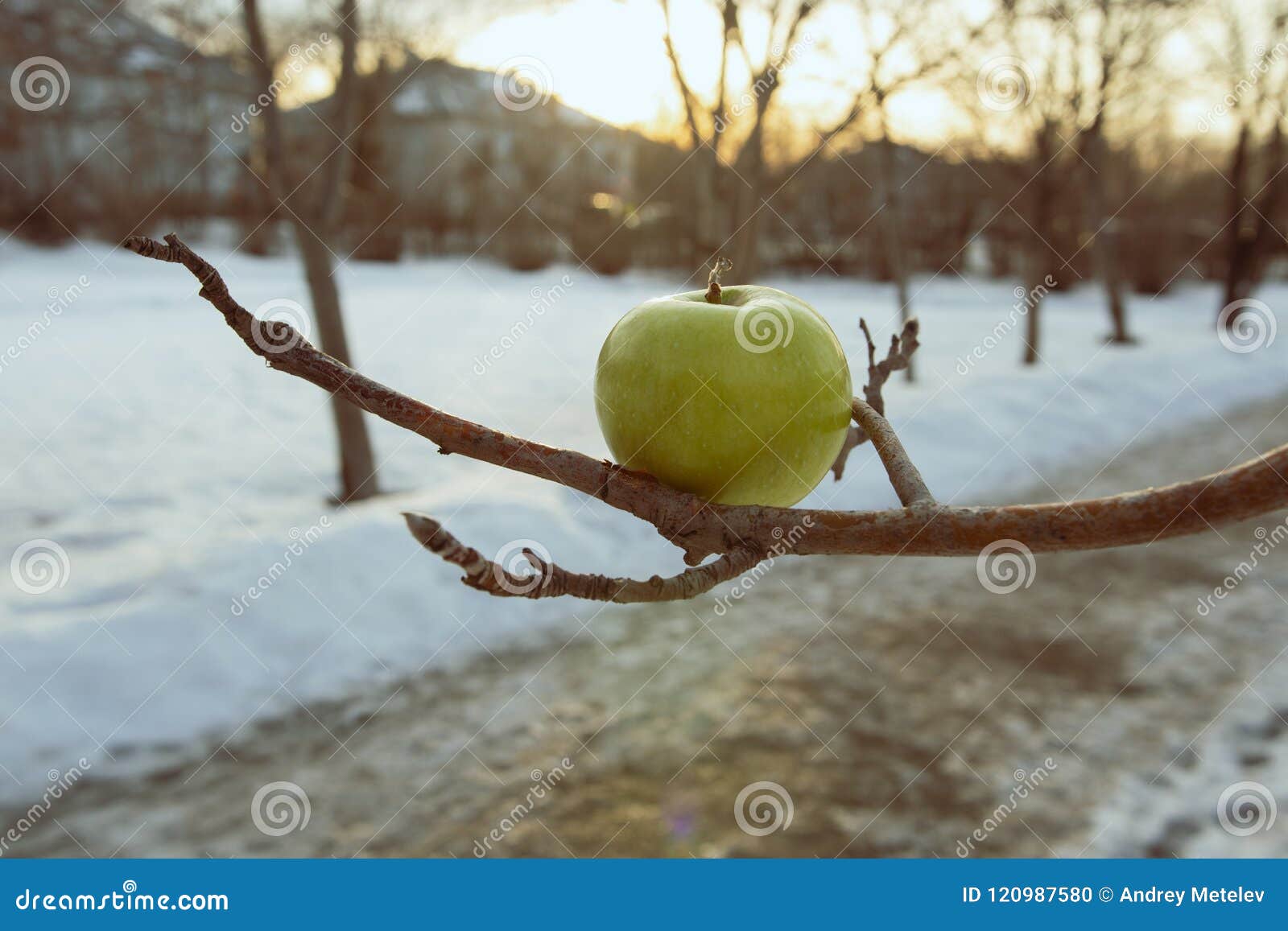 Spring Sunset and a Green Apple on the Branches of a Tree Stock Photo ...