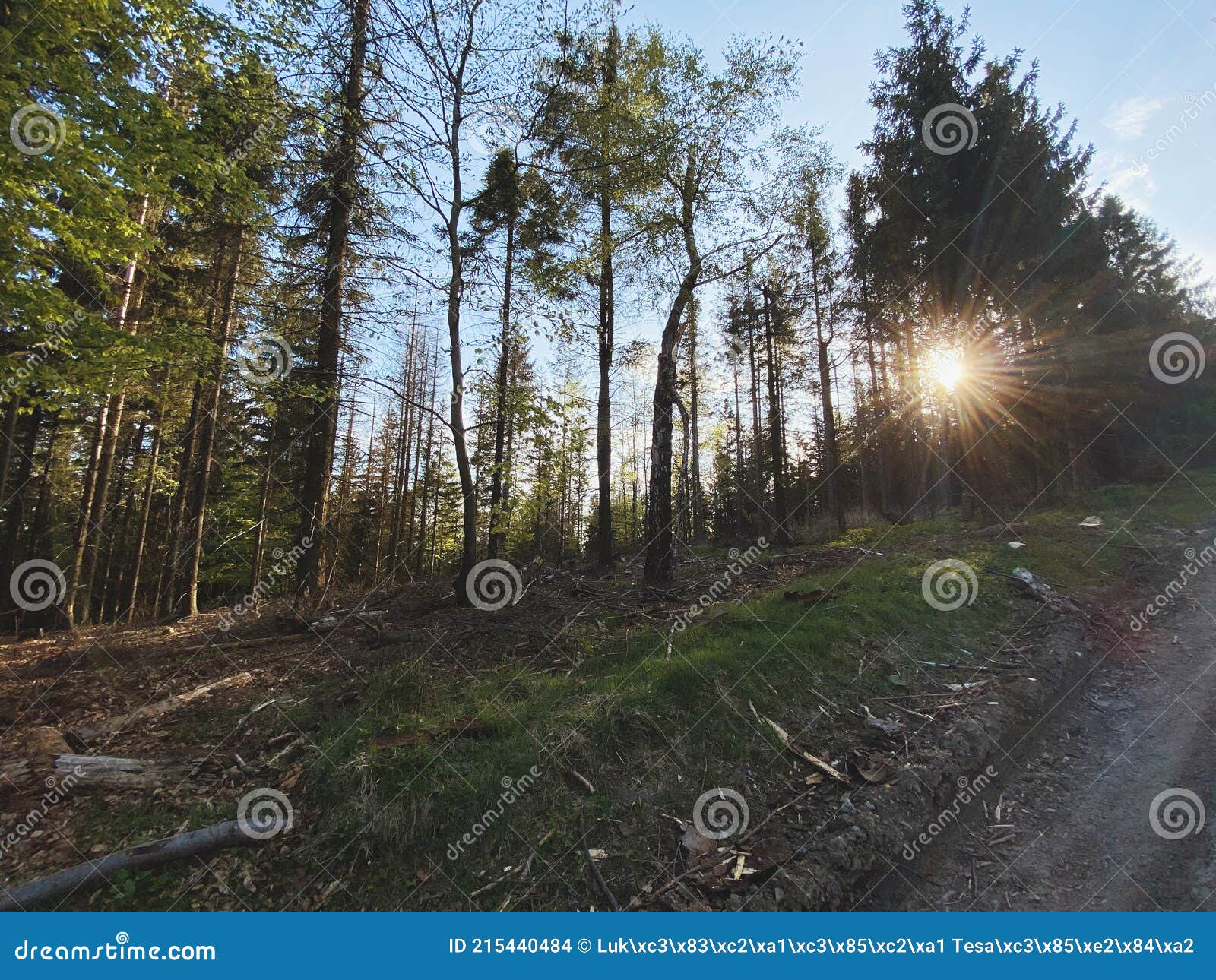 Spring Sunset through Trees on Hill Stock Photo - Image of woodland ...