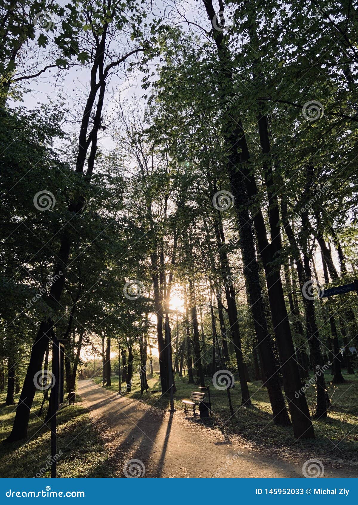 Spring sunset stock image. Image of foliage, tree, forest - 145952033