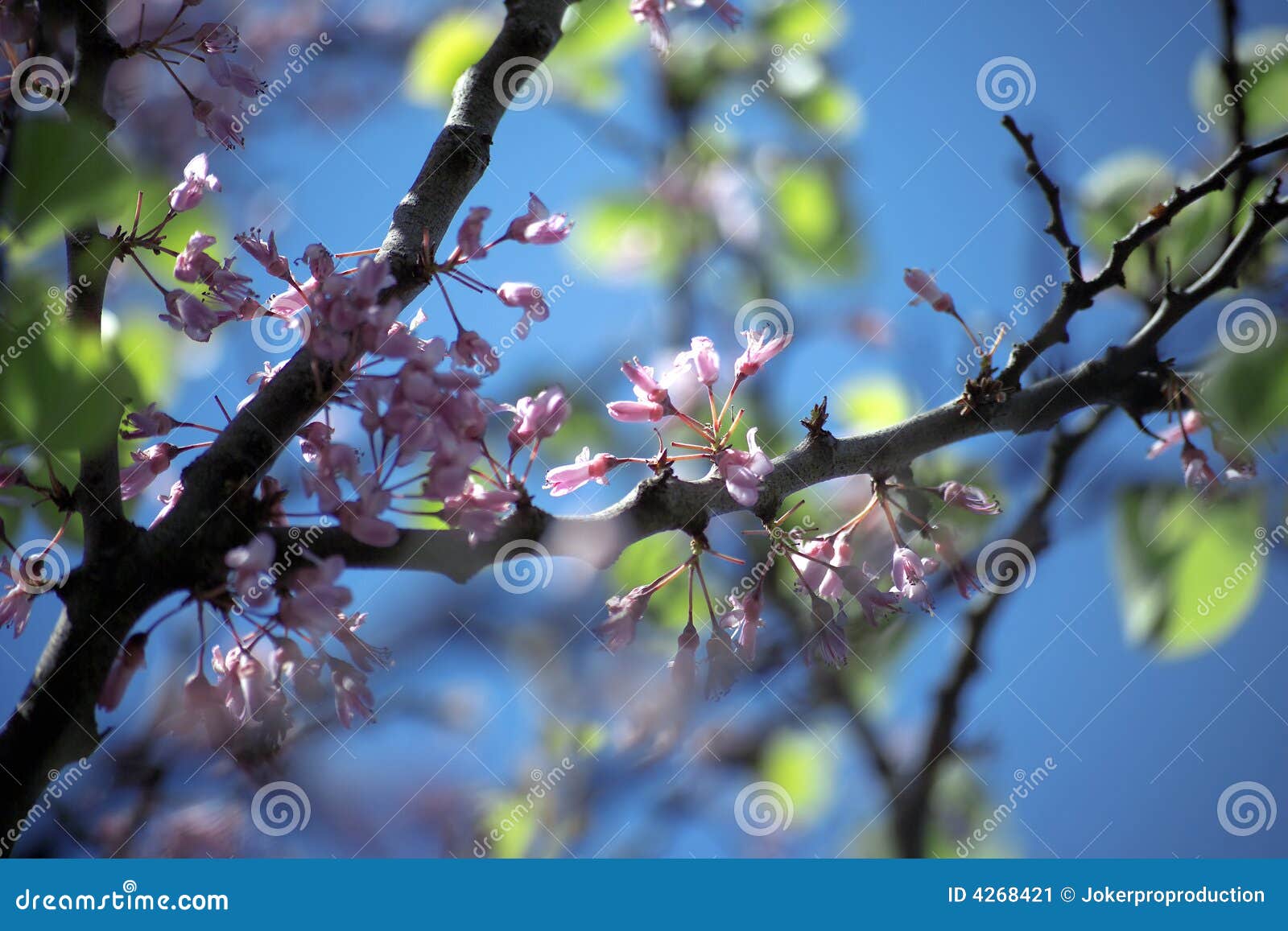 Spring sunshine stock image. Image of bloom, branch, environment - 4268421