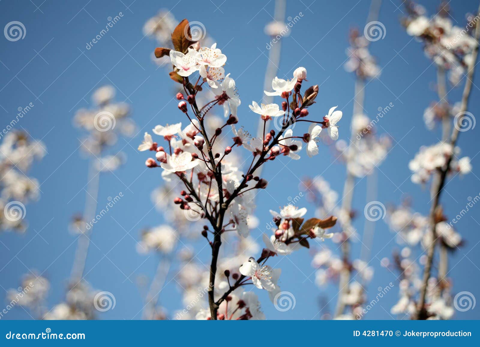 Spring sunshine stock photo. Image of allergy, fresh, tree - 4281470