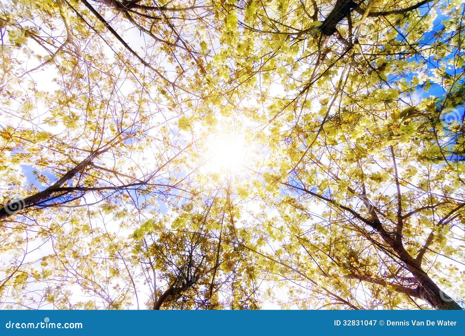 Spring sunshine blossom stock image. Image of macro, outdoors - 32831047