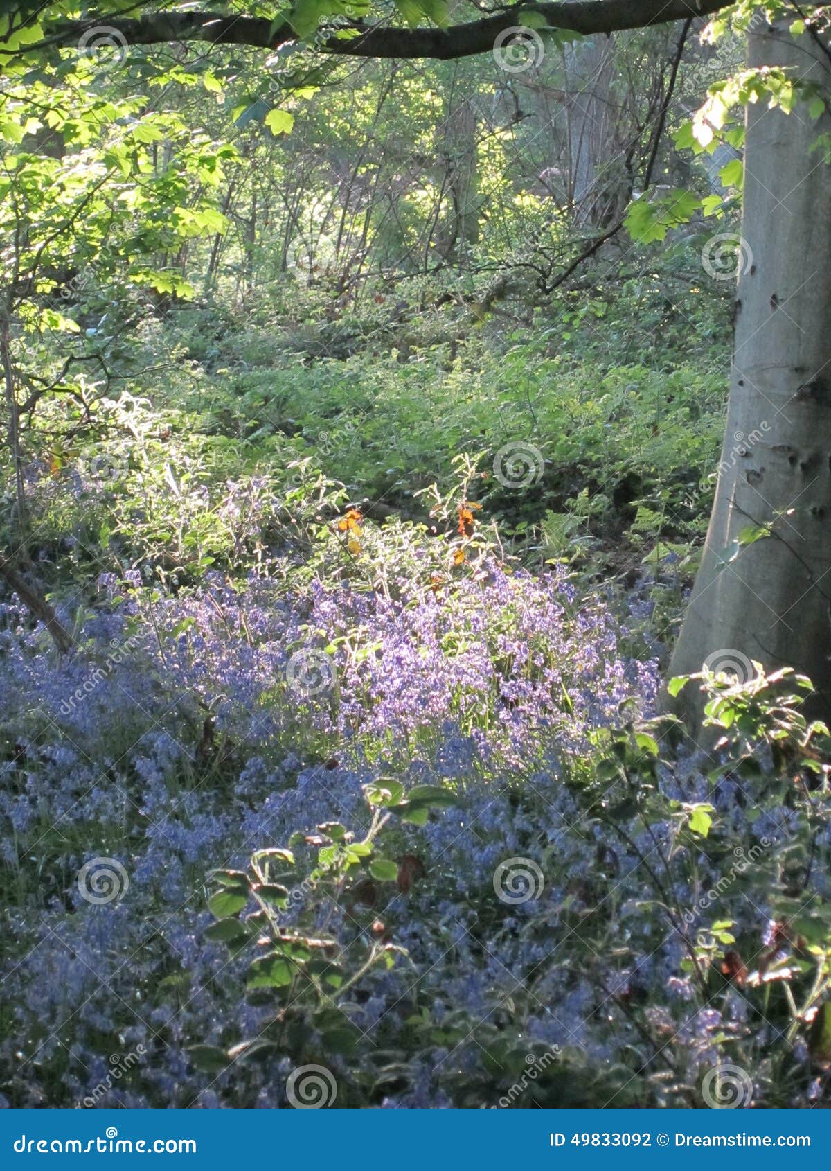 Spring Sunshine on a Bluebell Wood Stock Photo - Image of springtime ...