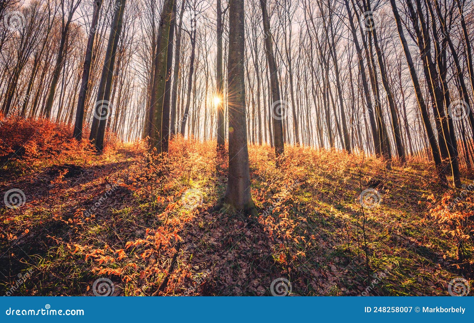 Spring Sunshine in the Forest, Bakony Forest in Hungary Stock Image ...