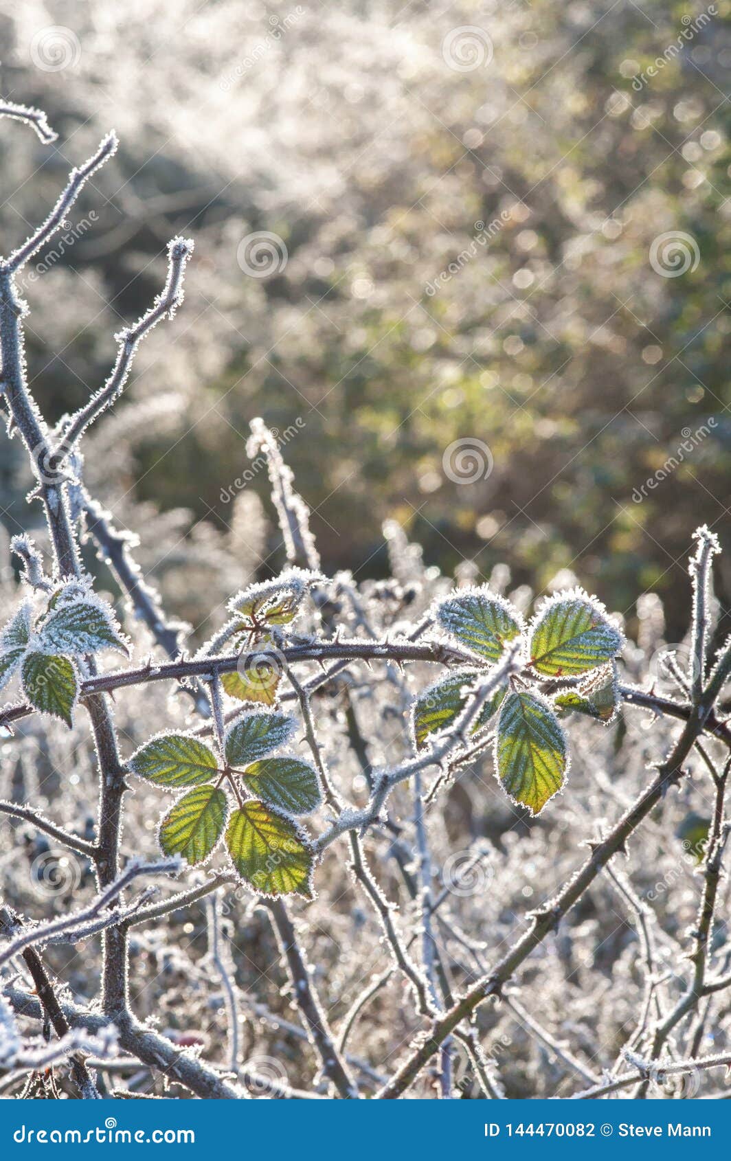 Spring Sunshine on Frosted Thorn Branches Stock Photo - Image of plants ...