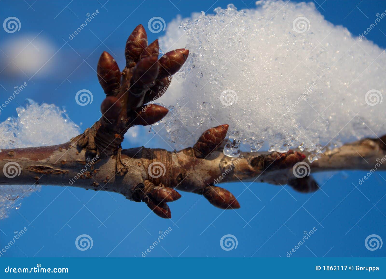 Spring surprises stock image. Image of seeds, kidneys - 1862117