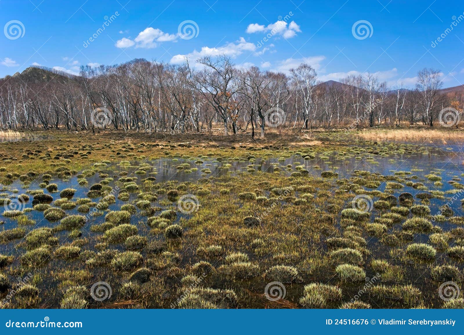 About the spring swamp-2. stock photo. Image of forest - 24516676