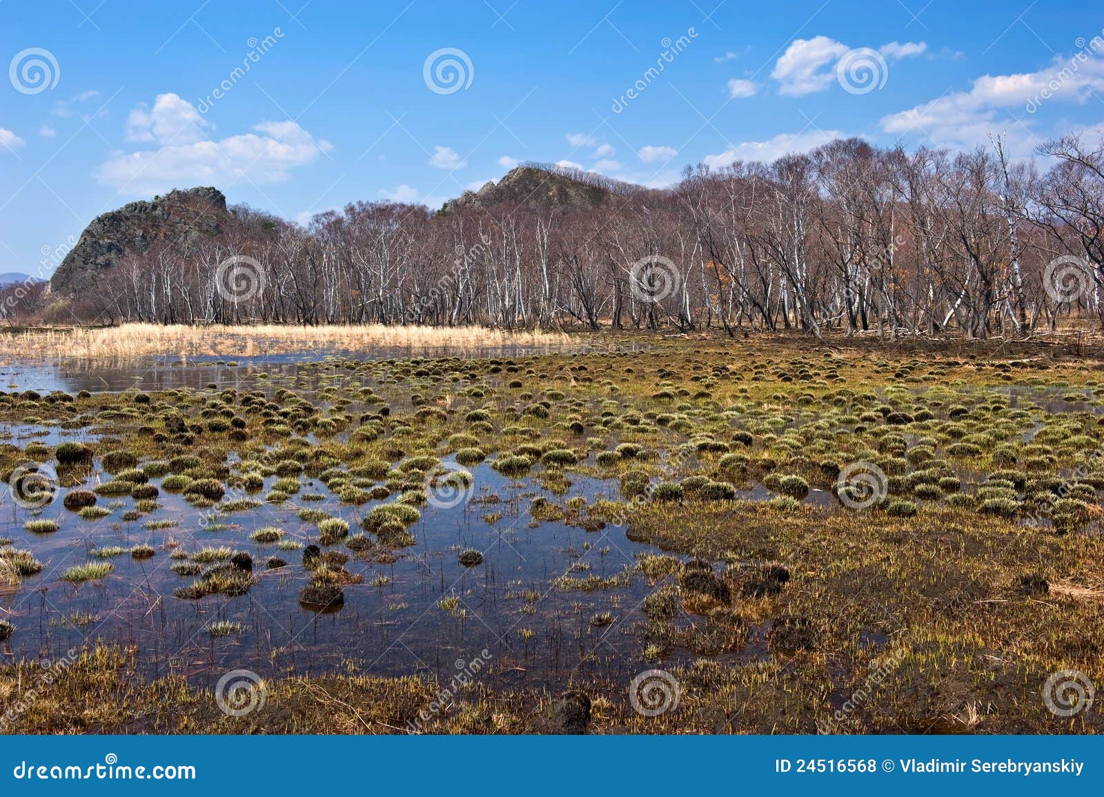 About the spring swamp. stock photo. Image of grass, aqua - 24516568