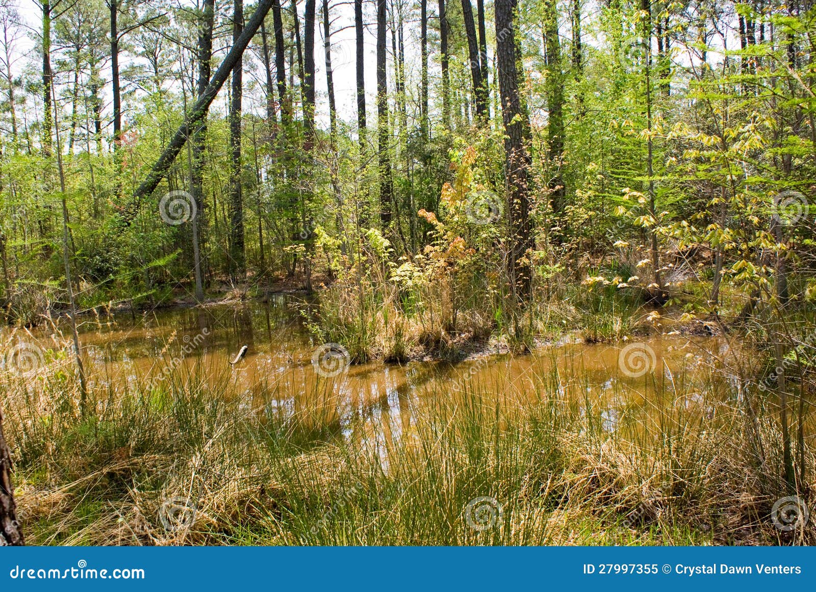 Spring Swamp stock image. Image of leaves, brown, trees - 27997355