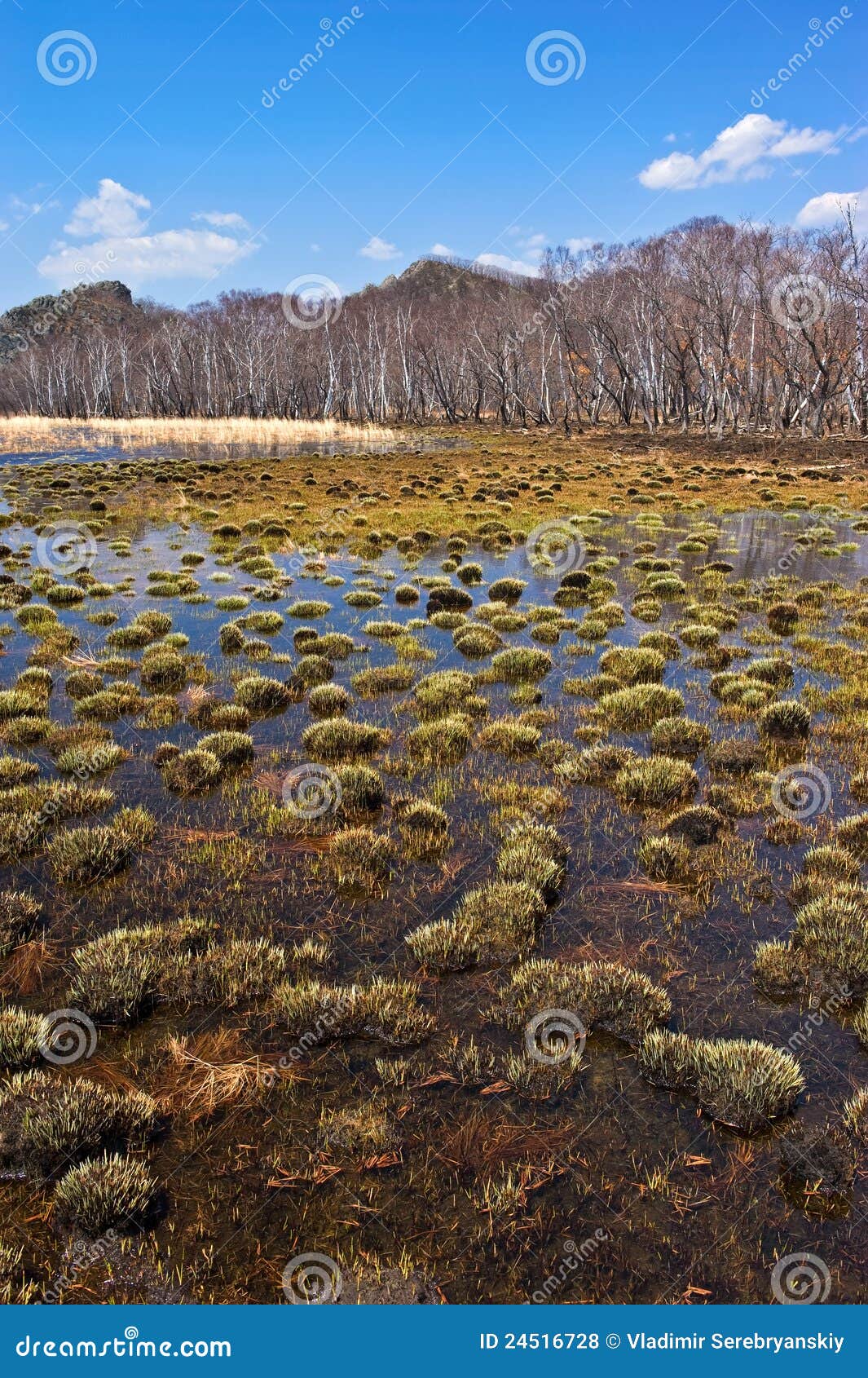 About the spring swamp-3. stock photo. Image of aqua - 24516728