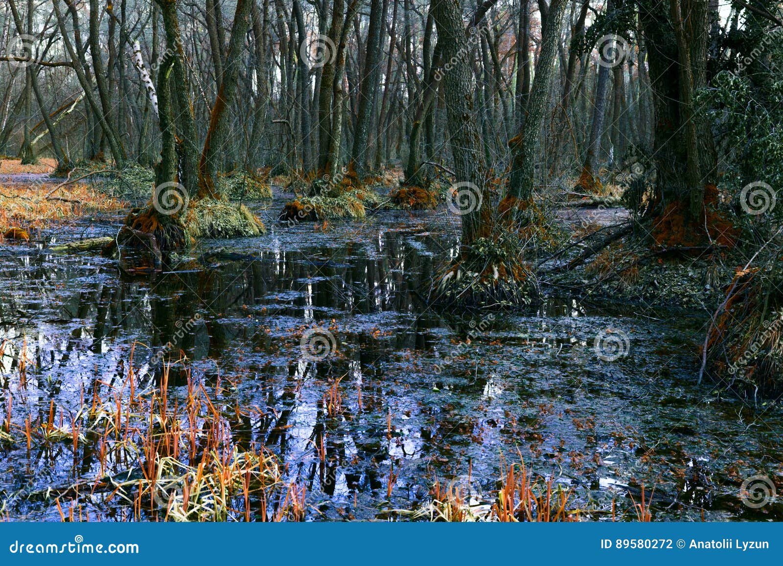 Spring in the swamp. stock photo. Image of deciduous - 89580272