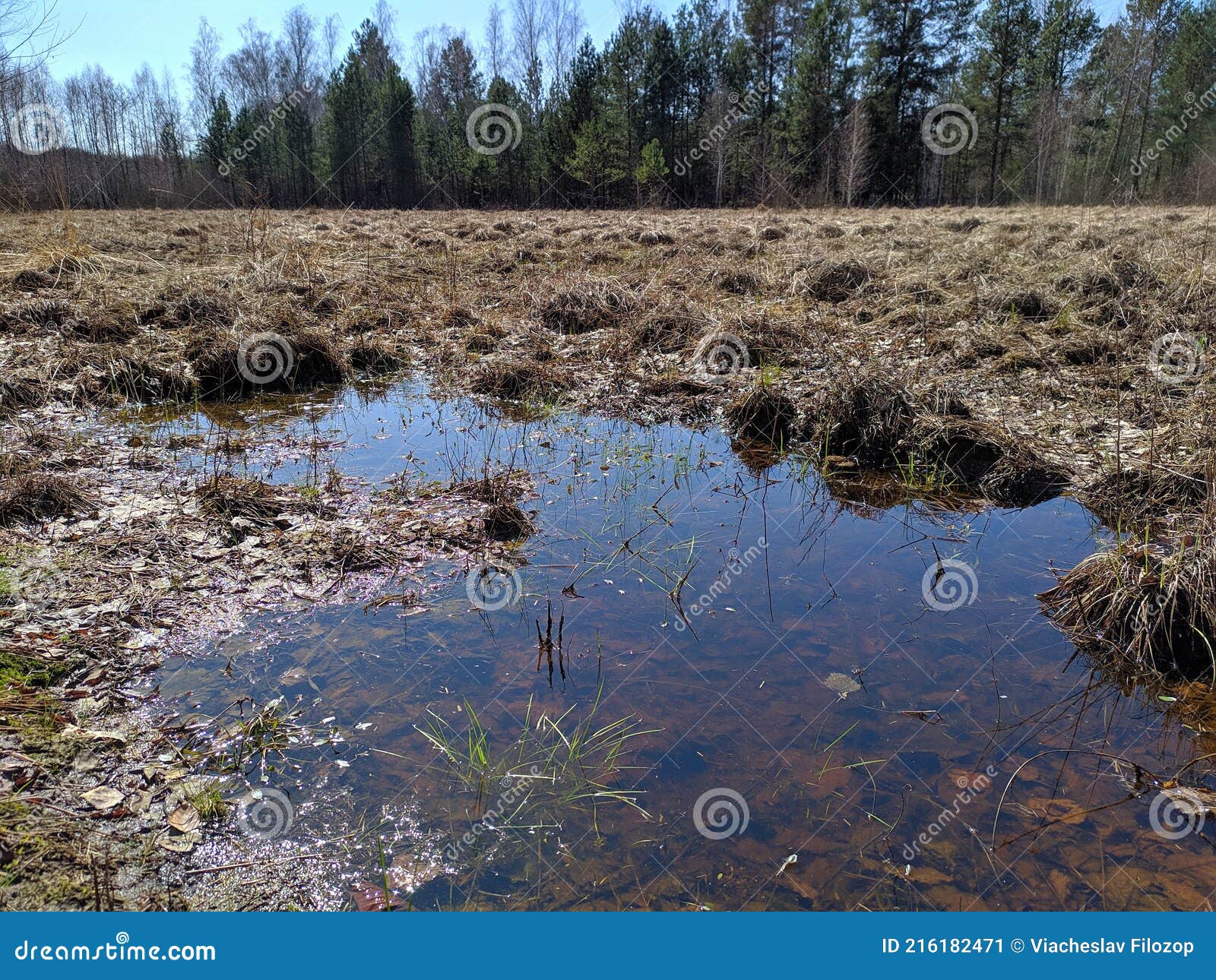 Spring swamp in Ukraine stock image. Image of forest - 216182471