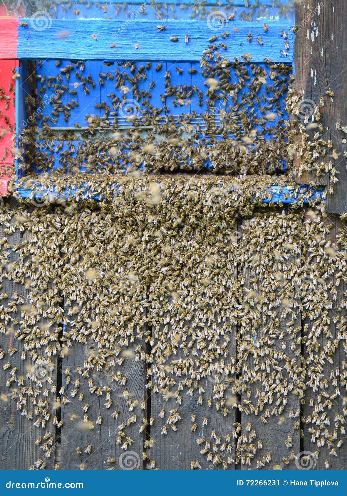 Spring Swarming Bees, Southern Bohemia Stock Image - Image of swarm ...