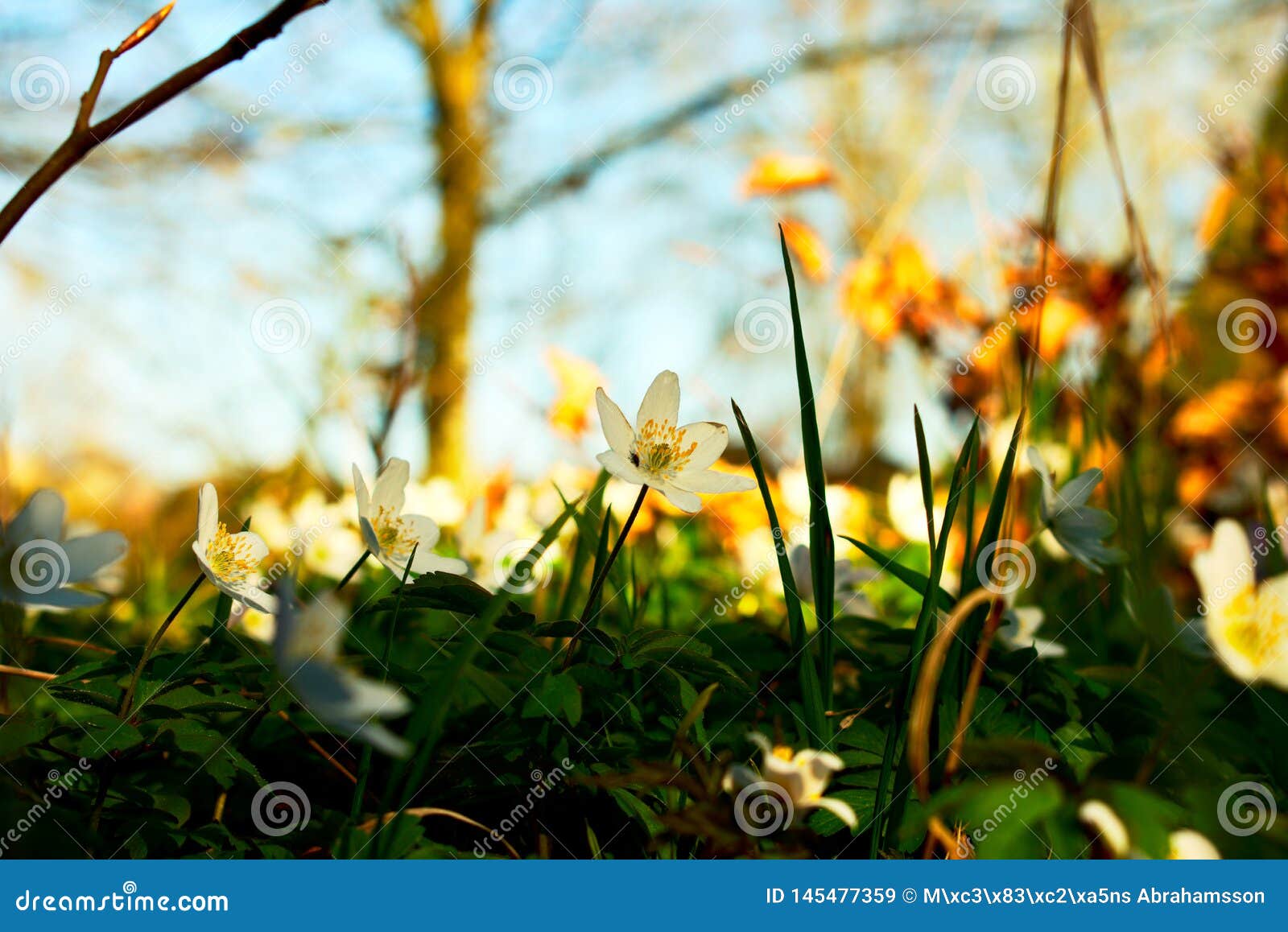 Spring sweden stock image. Image of sweden, flower, warm - 145477359