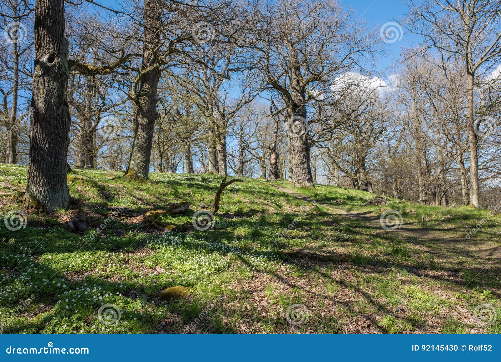 Spring in Sweden stock photo. Image of nature, springtime - 92145430