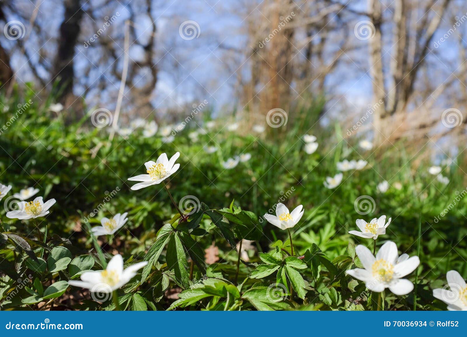 Spring in Sweden stock photo. Image of tree, nature, norrkapara - 70036934