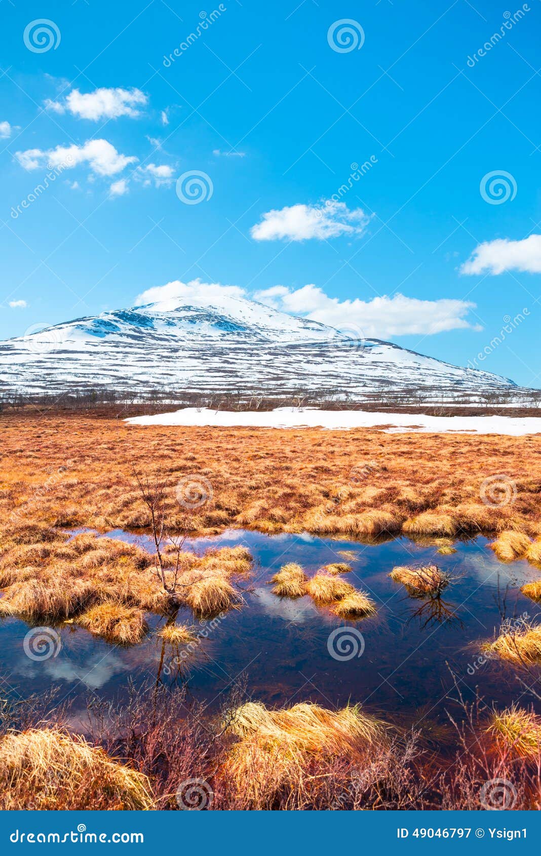 Spring in the Swedish Mountains Stock Image - Image of branches ...