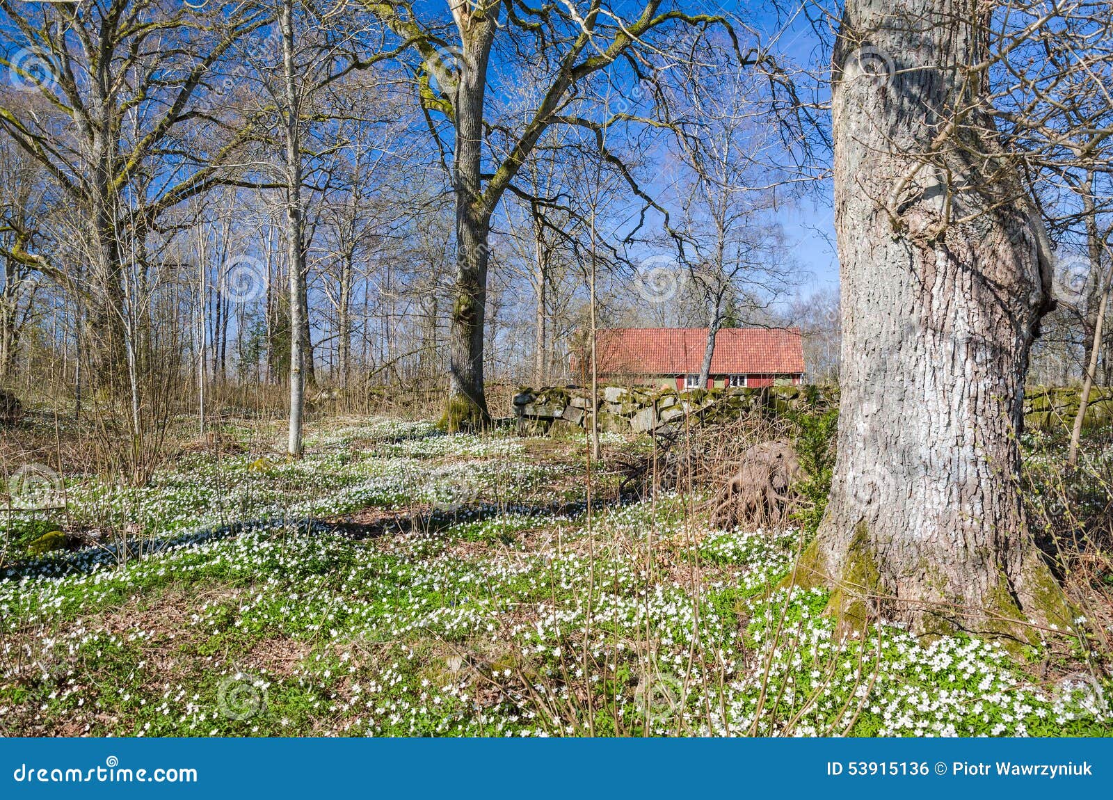 Spring in Swedish park stock photo. Image of solitude - 53915136