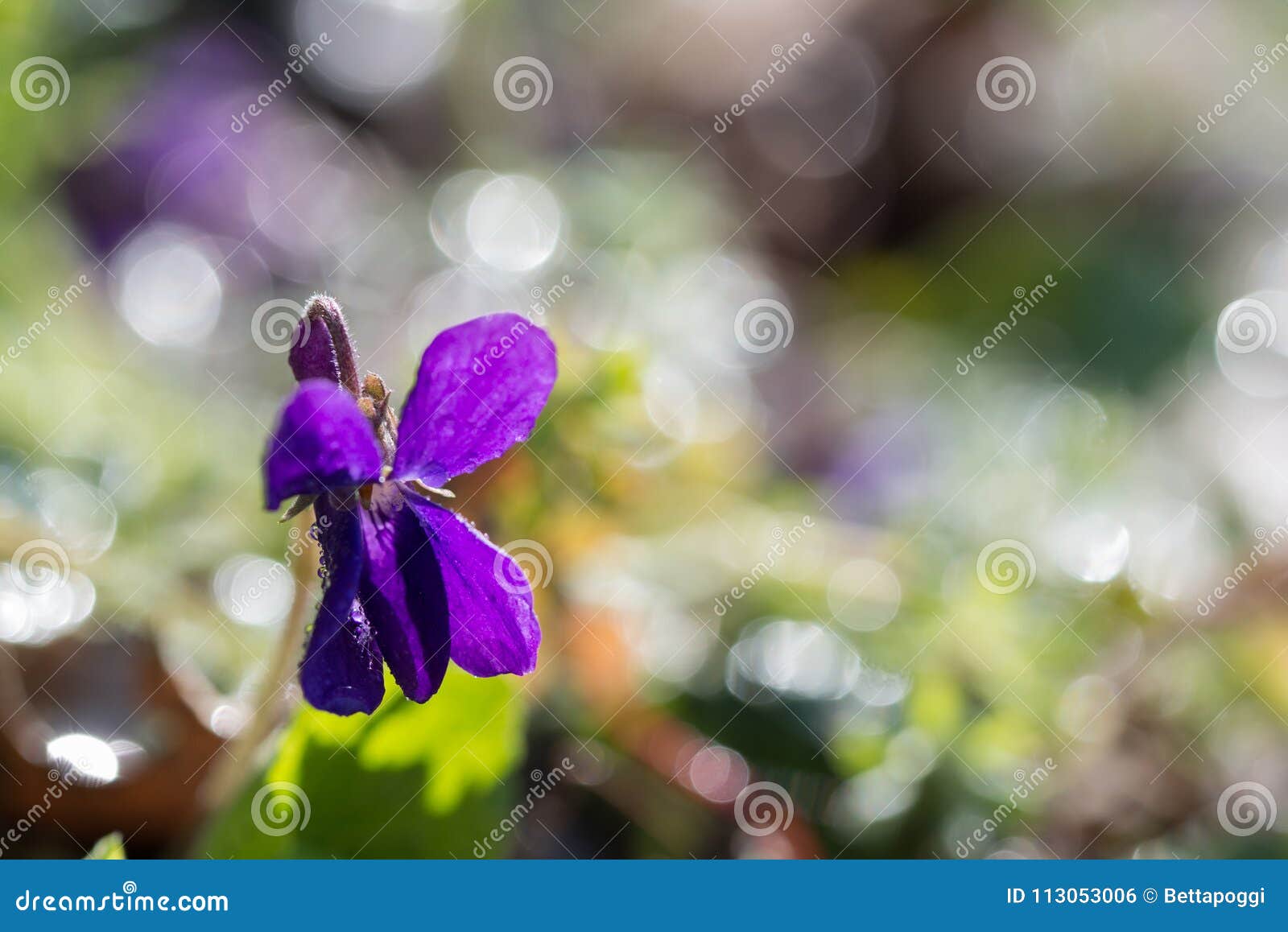 Spring,sweet Wild Violets on Natural Background Stock Photo - Image of ...