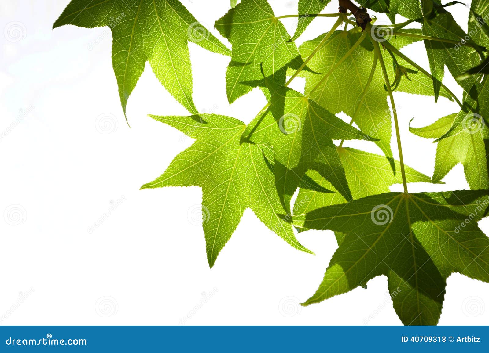 Spring Sweetgum Leaves on Branch Isolated on White Stock Photo - Image ...