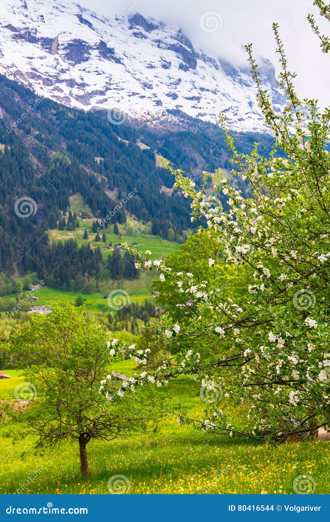 Spring In The Grindelwald Valley, View Of The Eiger From Bussalpstrasse ...