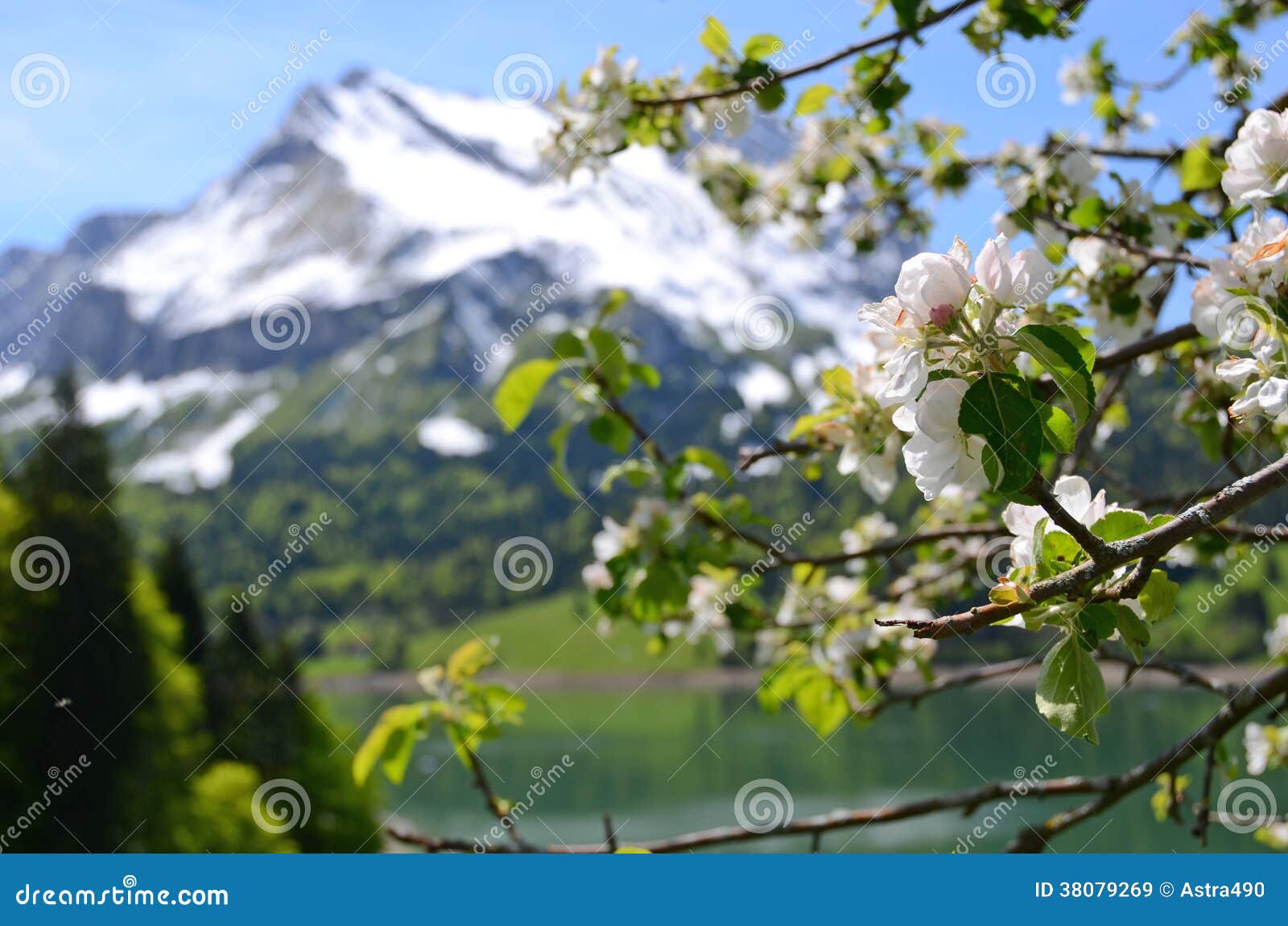Spring in Switzerland stock image. Image of cherry, leaf - 38079269