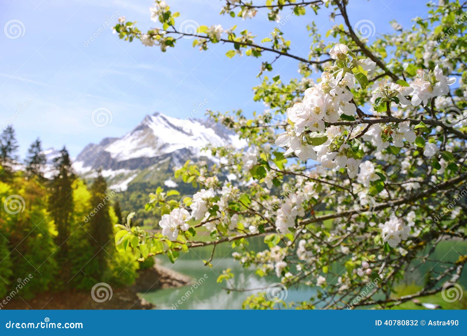Spring in Switzerland stock photo. Image of blossom, beauty - 40780832